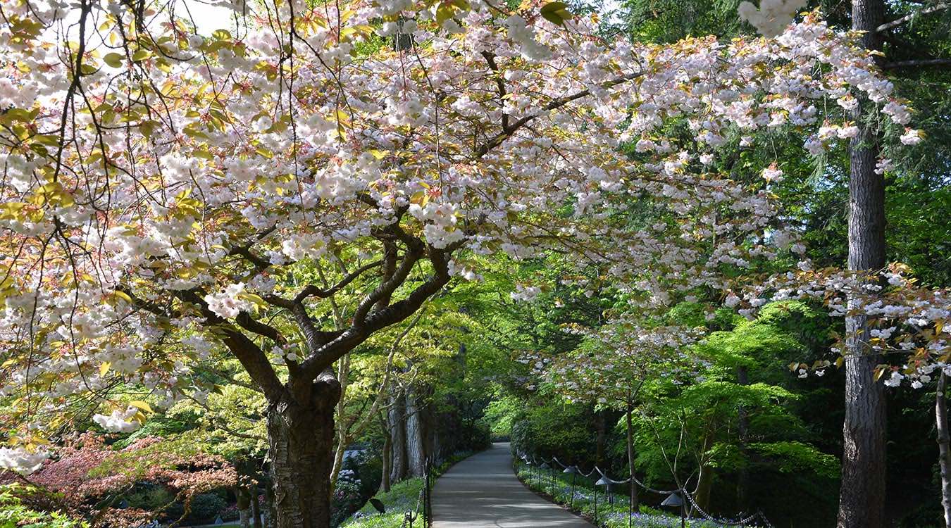 12 Things to Do in Victoria This March (2020) | Clipper Vacations Magazine