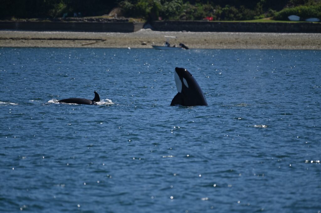 10 Things To Do in Seattle, WA This June | Clipper Vacations