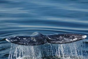 What to Know Before You Go: Seattle Whale Watching FAQ | Clipper Vacations