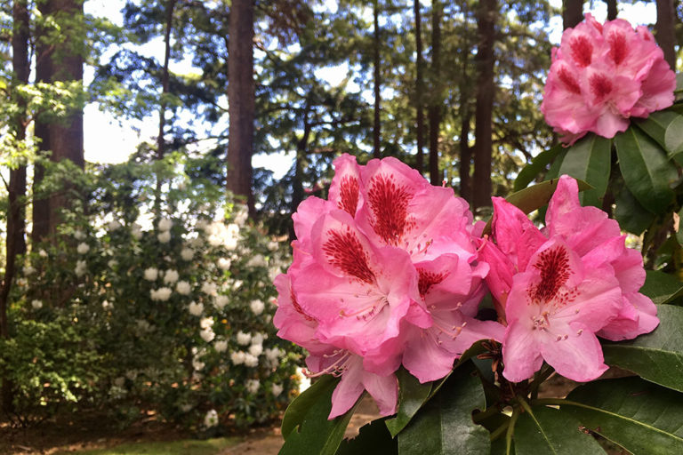 70 Things to Do in Victoria, BC This Spring | Clipper Vacations