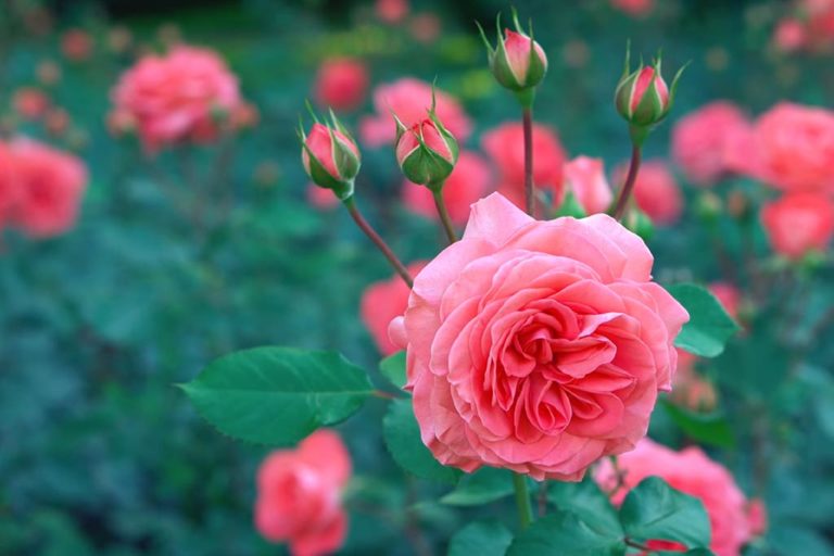 37 Things to Do in Seattle This Spring | Clipper Magazine