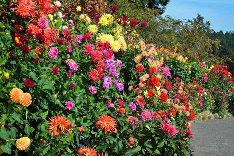 The Ultimate Guide to The Butchart Gardens | Clipper Vacations