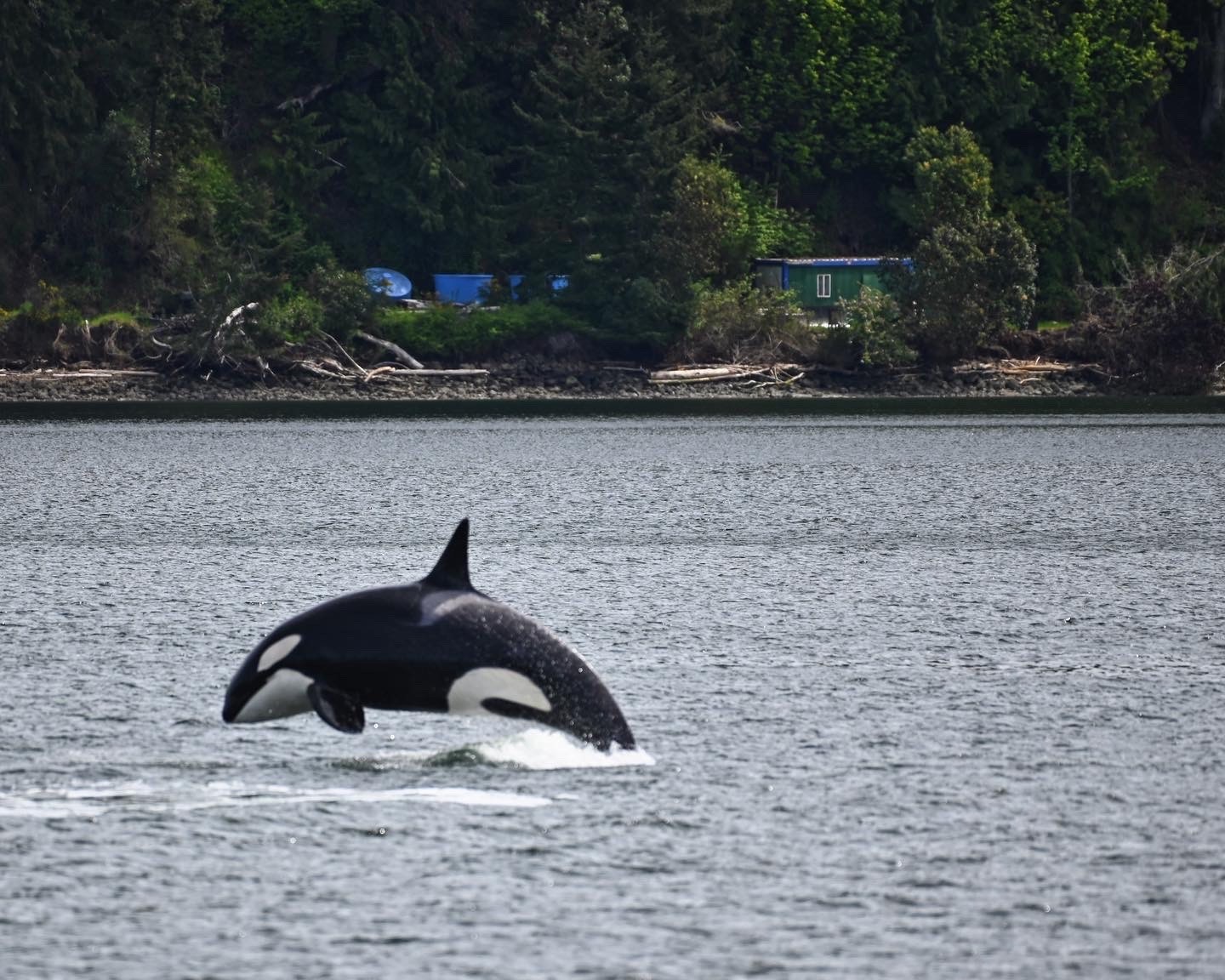 Seattle Whale Watching Guide 2023 | Clipper Vacations