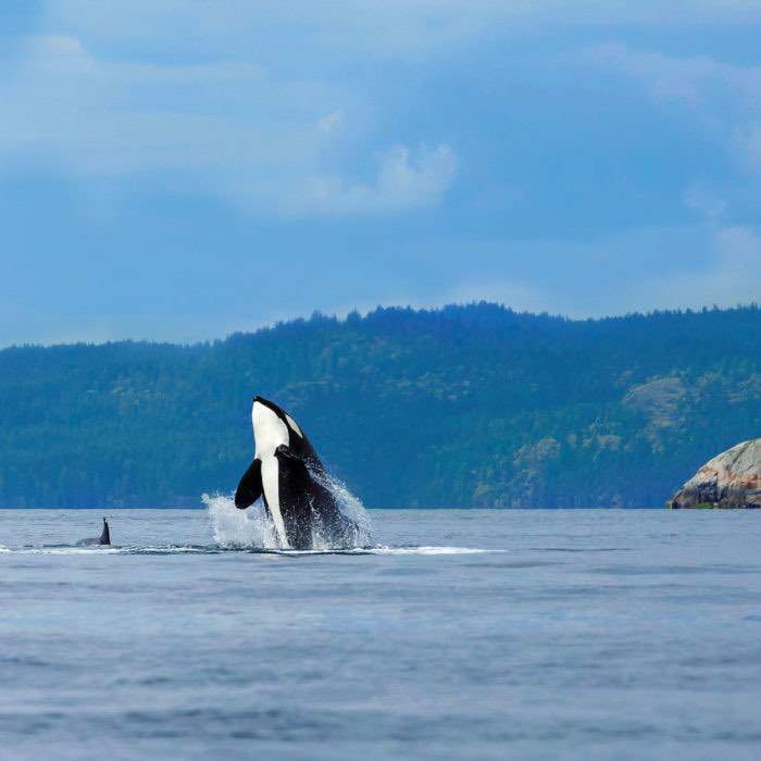Seattle Whale Watching Tour | Orcas & Humpbacks | Clipper Vacations