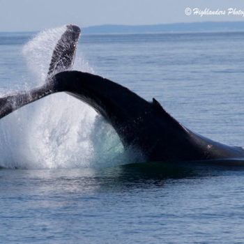 Seattle To Victoria Day Trip With Whale Watching | Clipper Vacations