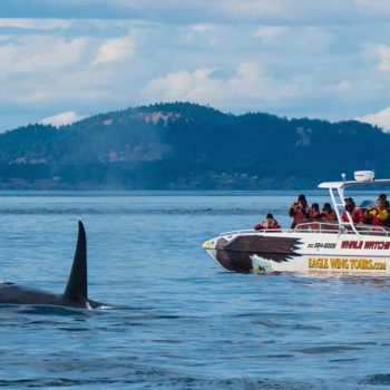 Seattle To Victoria Day Trip With Whale Watching | Clipper Vacations
