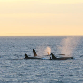 Victoria Whale Watching Package from Seattle | Clipper Vacations