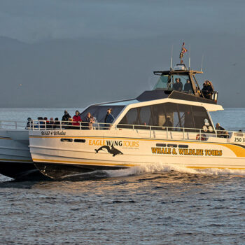 Victoria Whale Watching Package from Seattle | Clipper Vacations