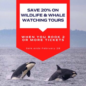Clipper Vacations | Seattle to Victoria Ferry - Hotels, Tours & More